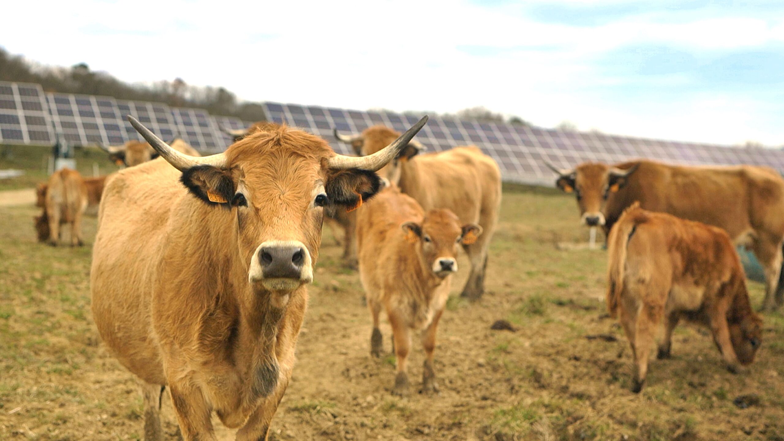 FFPA | Fédération Française des Producteurs Agrivoltaïques