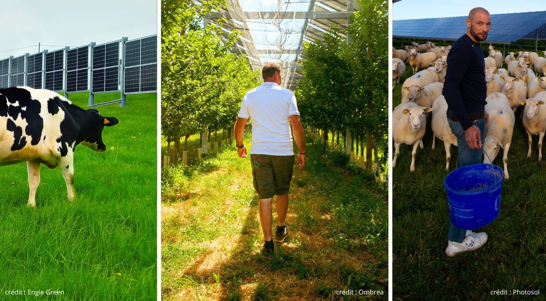 Actualités | FFPA | Fédération Française des Producteurs Agrivoltaïques