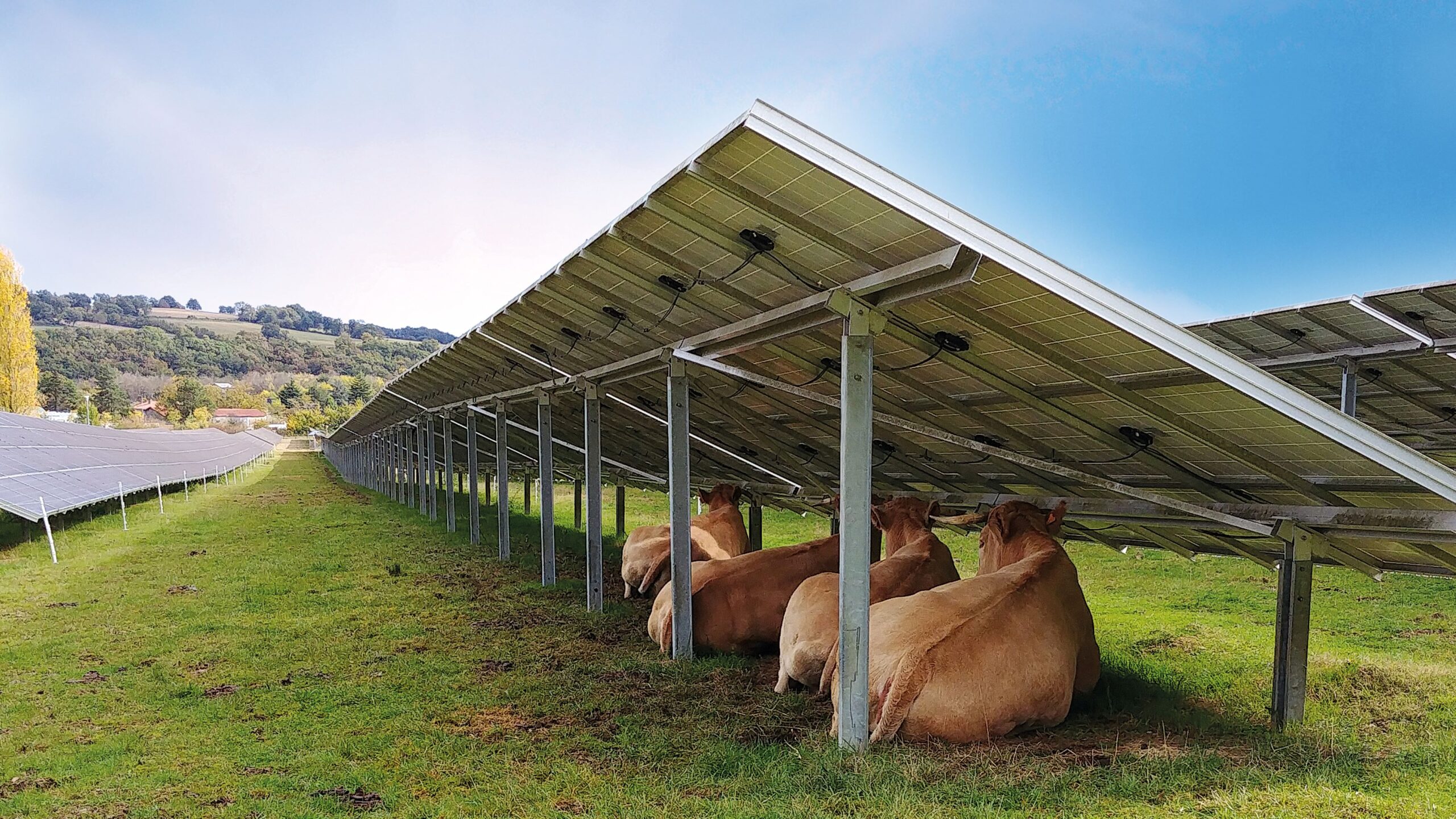 Actualités | FFPA | Fédération Française des Producteurs Agrivoltaïques